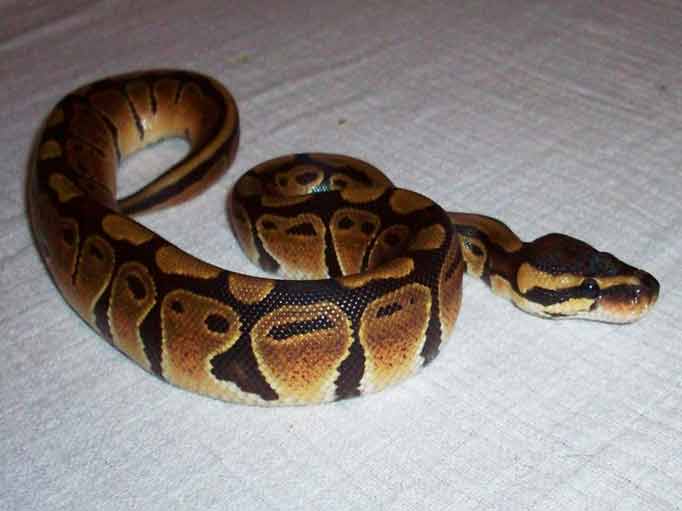 Royal Python Photos The Royal Python co uk Royal Python Care Sheet
