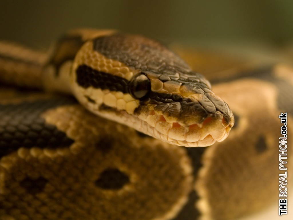 Royal Python Downloads The Royal Uk Royal Python Care Sheet Royal Python Facts